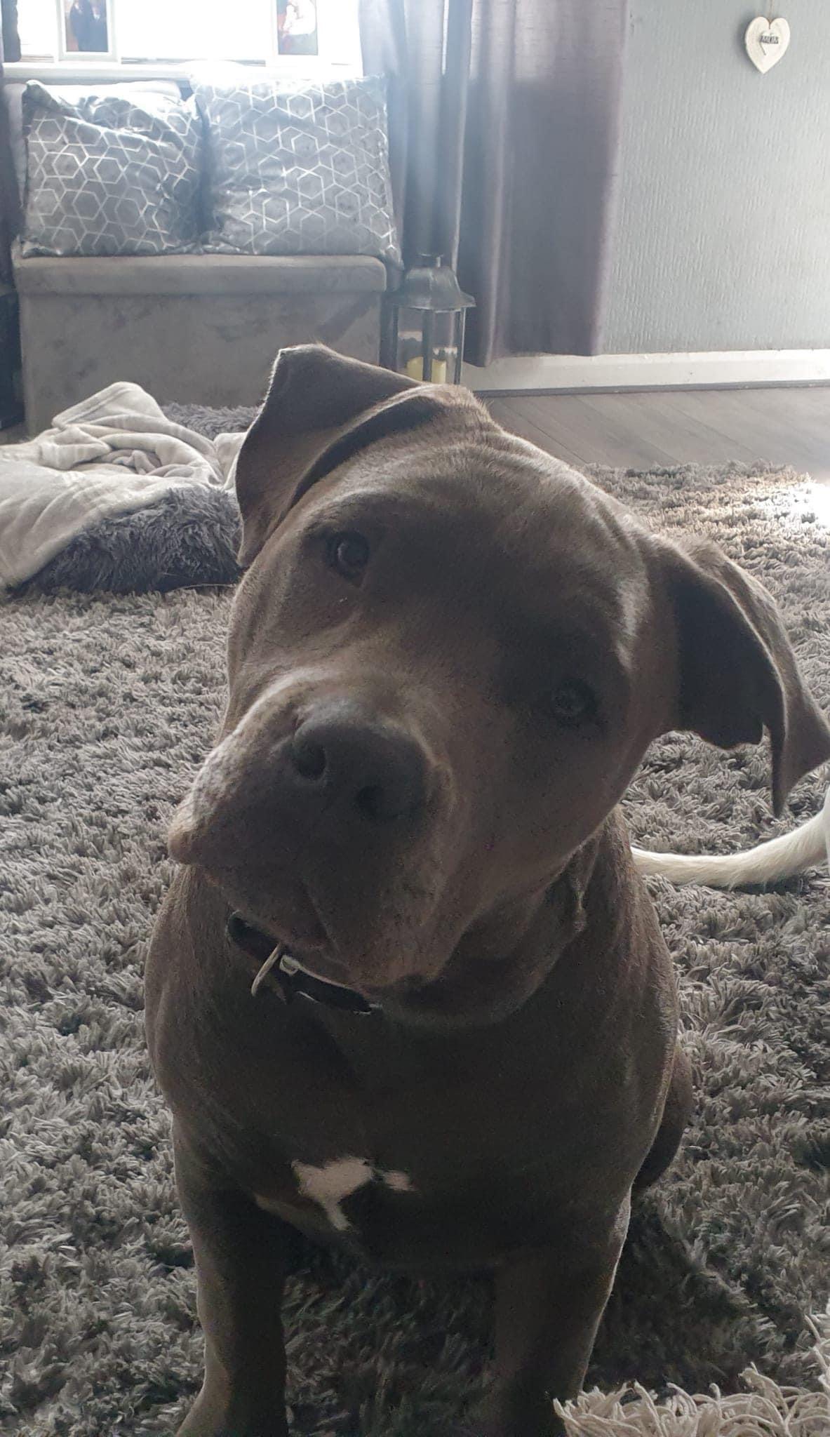 Junior - REHOMED - Wild Acre Rescue