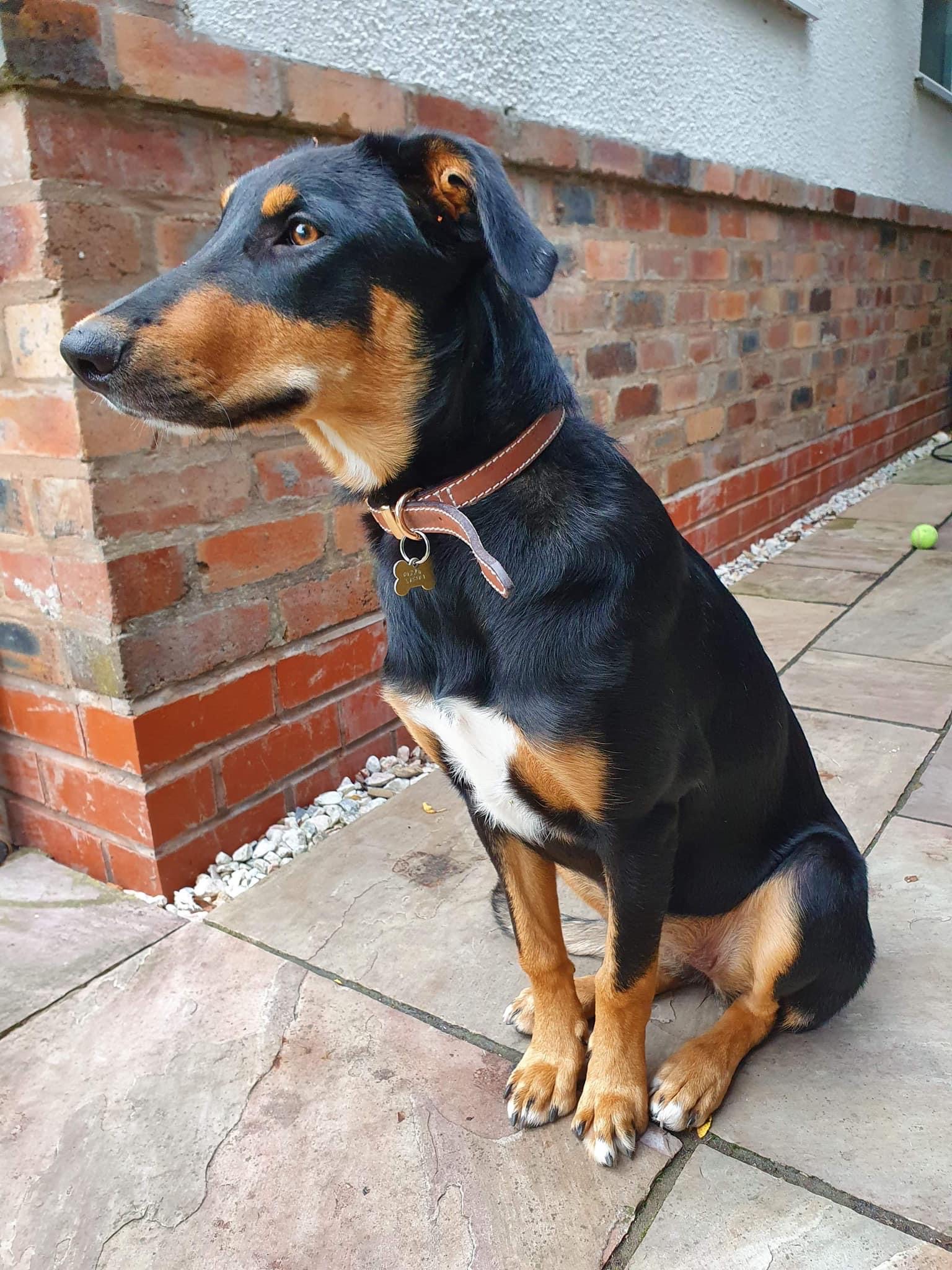 Ruby - REHOMED - Wild Acre Rescue