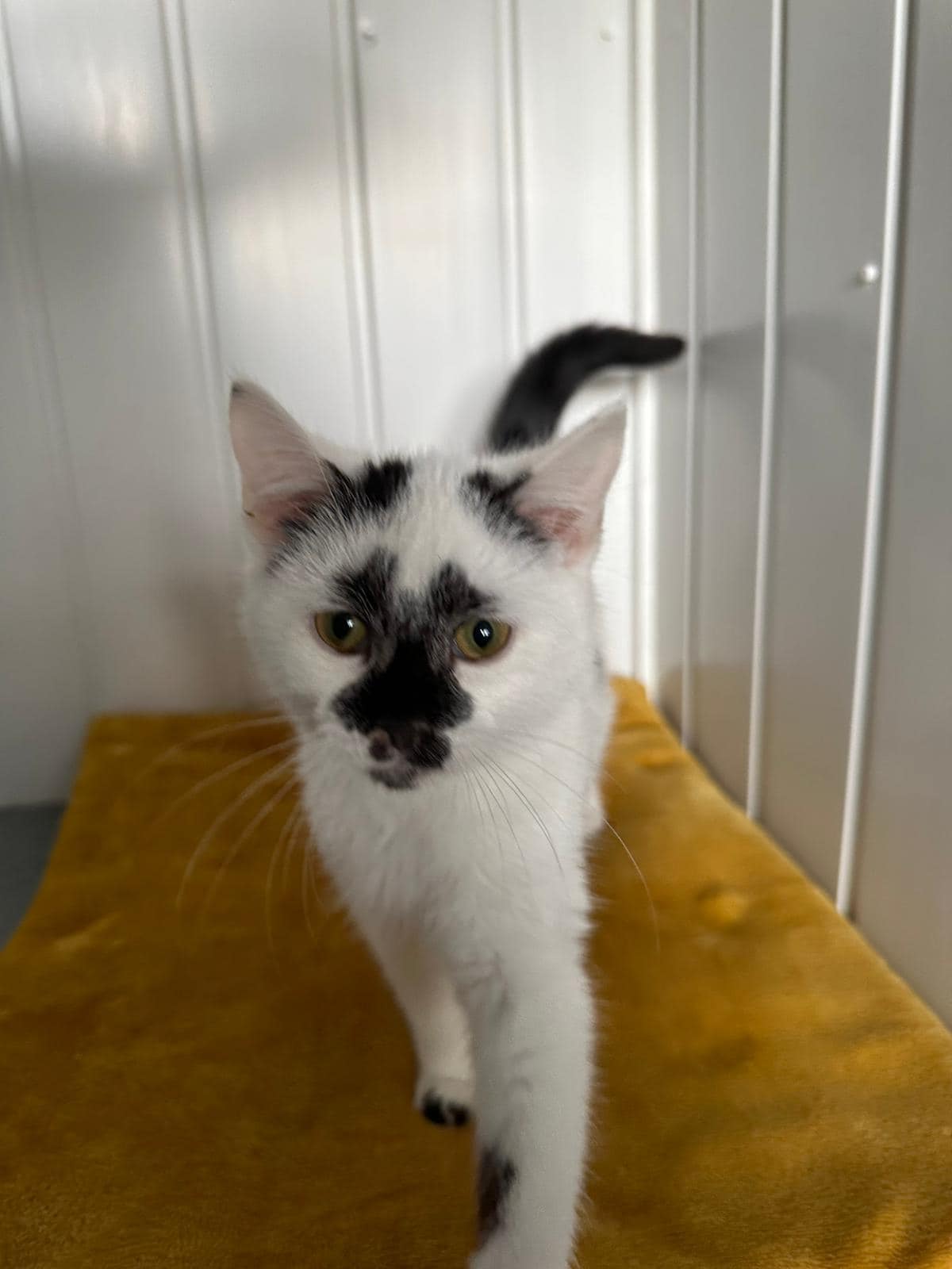 Cats for Adoption - Wild Acre Rescue