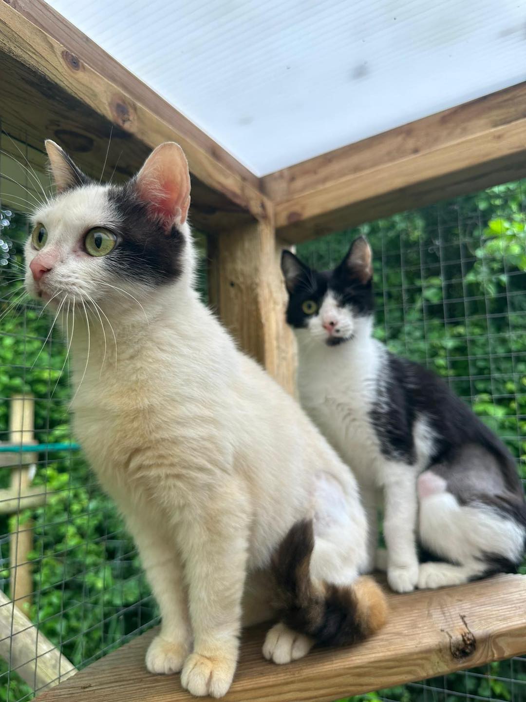 Cats for Adoption - Wild Acre Rescue