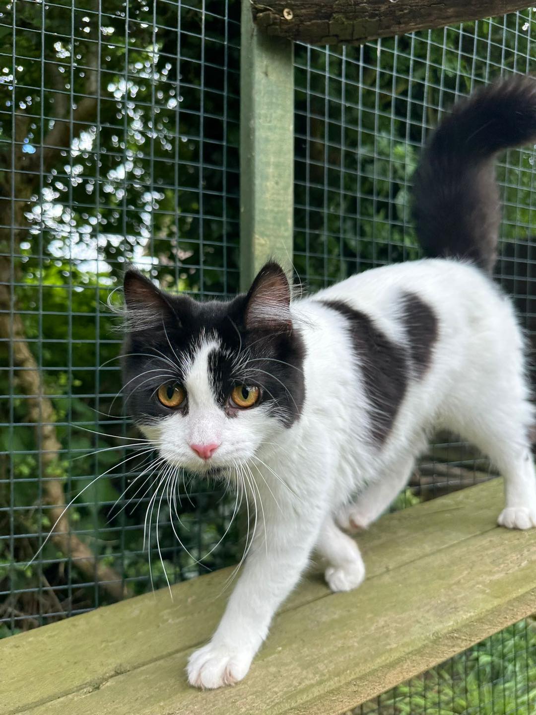 Cats for Adoption - Wild Acre Rescue